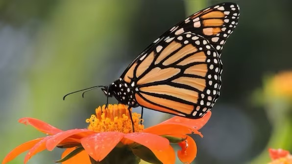 Is AI Image Classification a viable solution to monitor insect ...